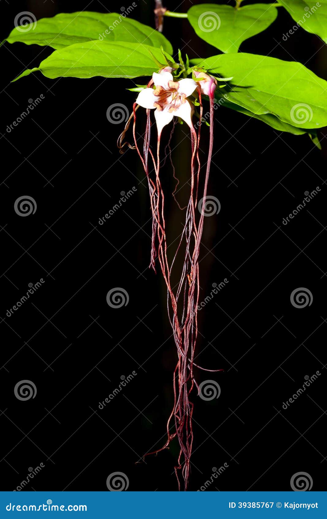 Strophanthus preussii stock image. Image of flora, closeup - 39385767