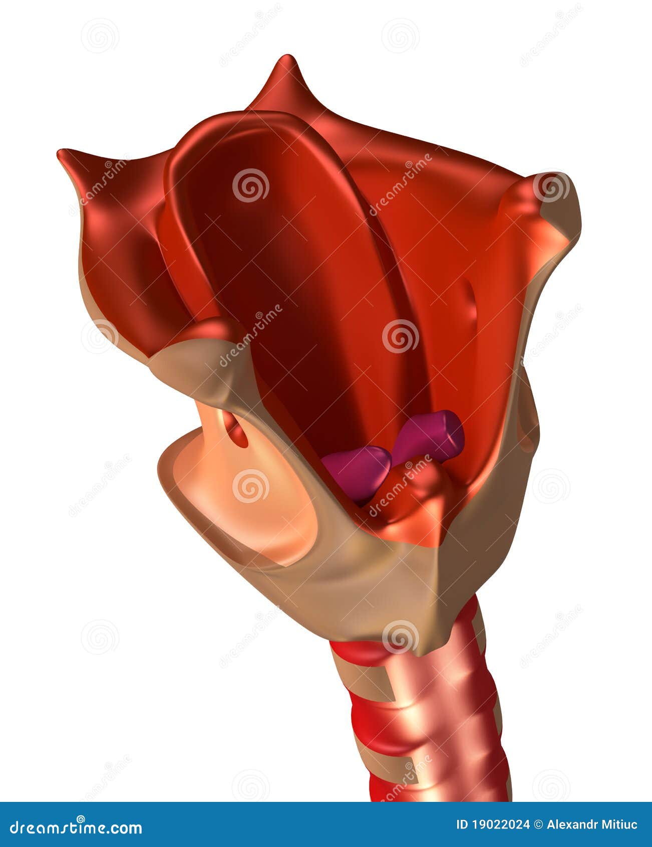 Strottehoofd Met Trachee En Stembanden Stock Illustratie - Illustration ...