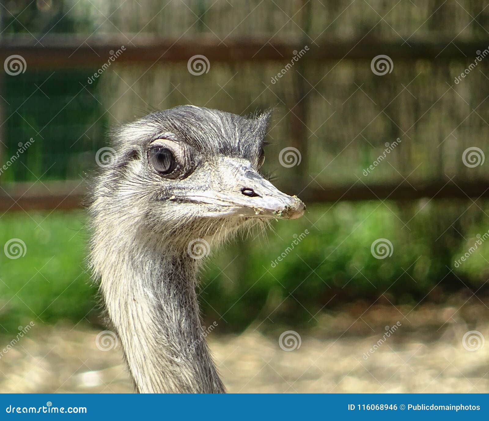 Ptak Strusia Beka Obraz. Obraz: 116068946