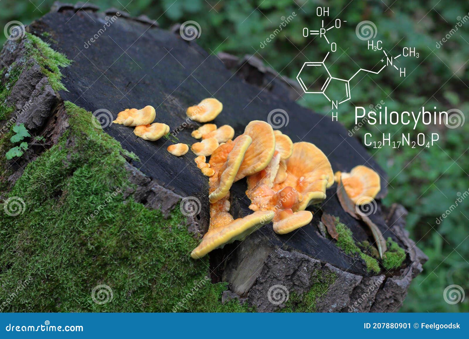 Structural Chemical Formula Psilocybin Alkaloid Molecule on a ...