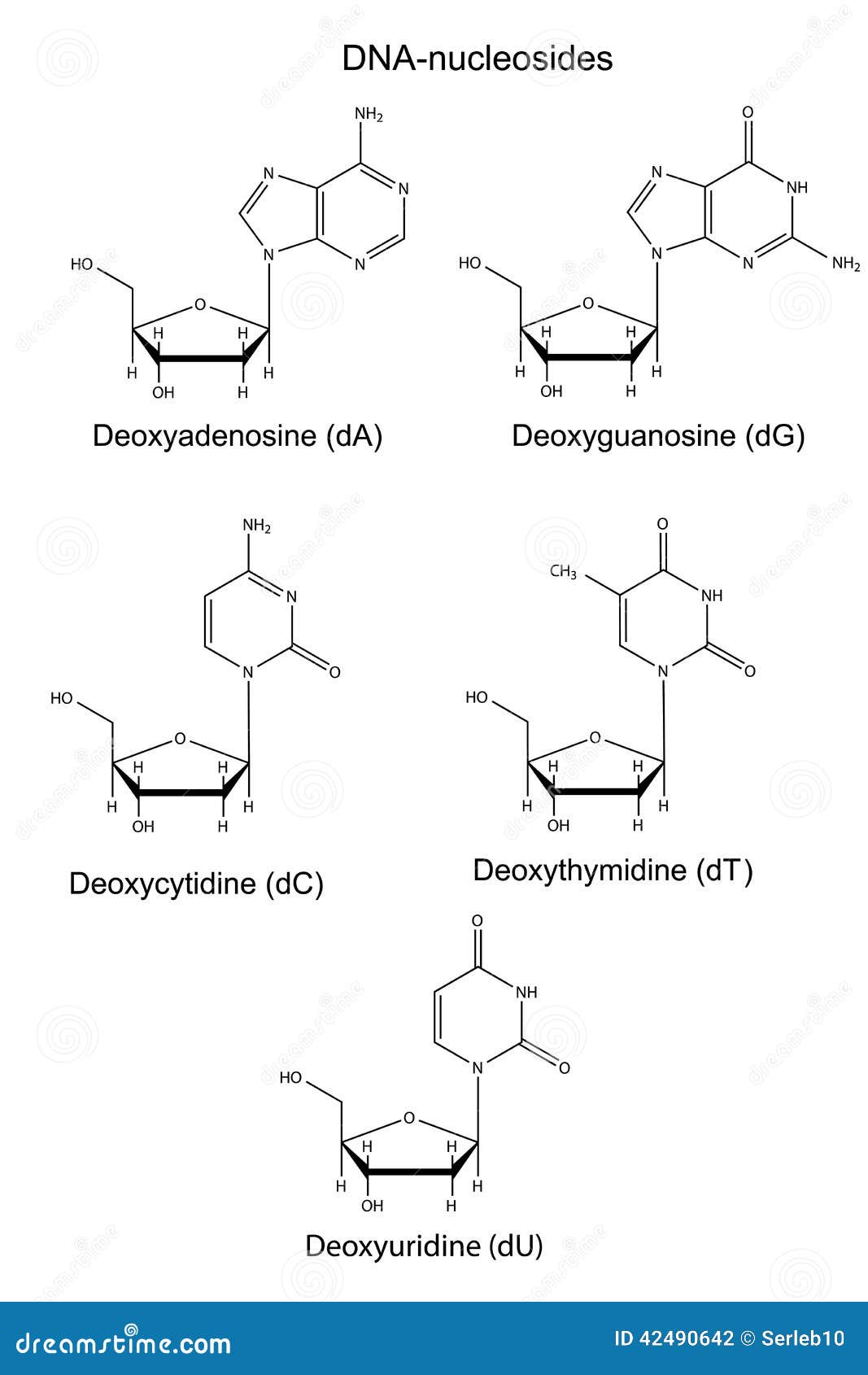 Structural Chemical Formulas of DNA Nucleosides Stock Vector ...