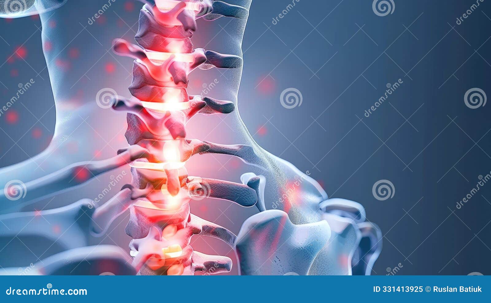 Structural Clarity: Visual of Spine, Showcasing Detailed Anatomy of ...