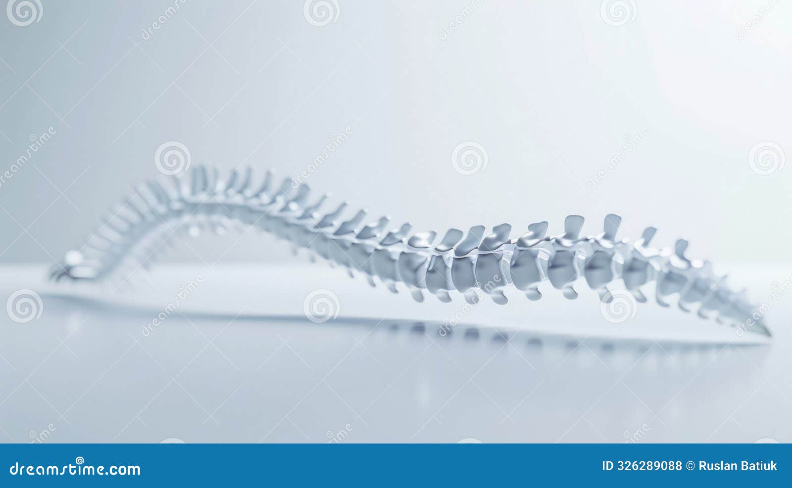 Structural Clarity: Visual of Spine, Showcasing Detailed Anatomy of ...