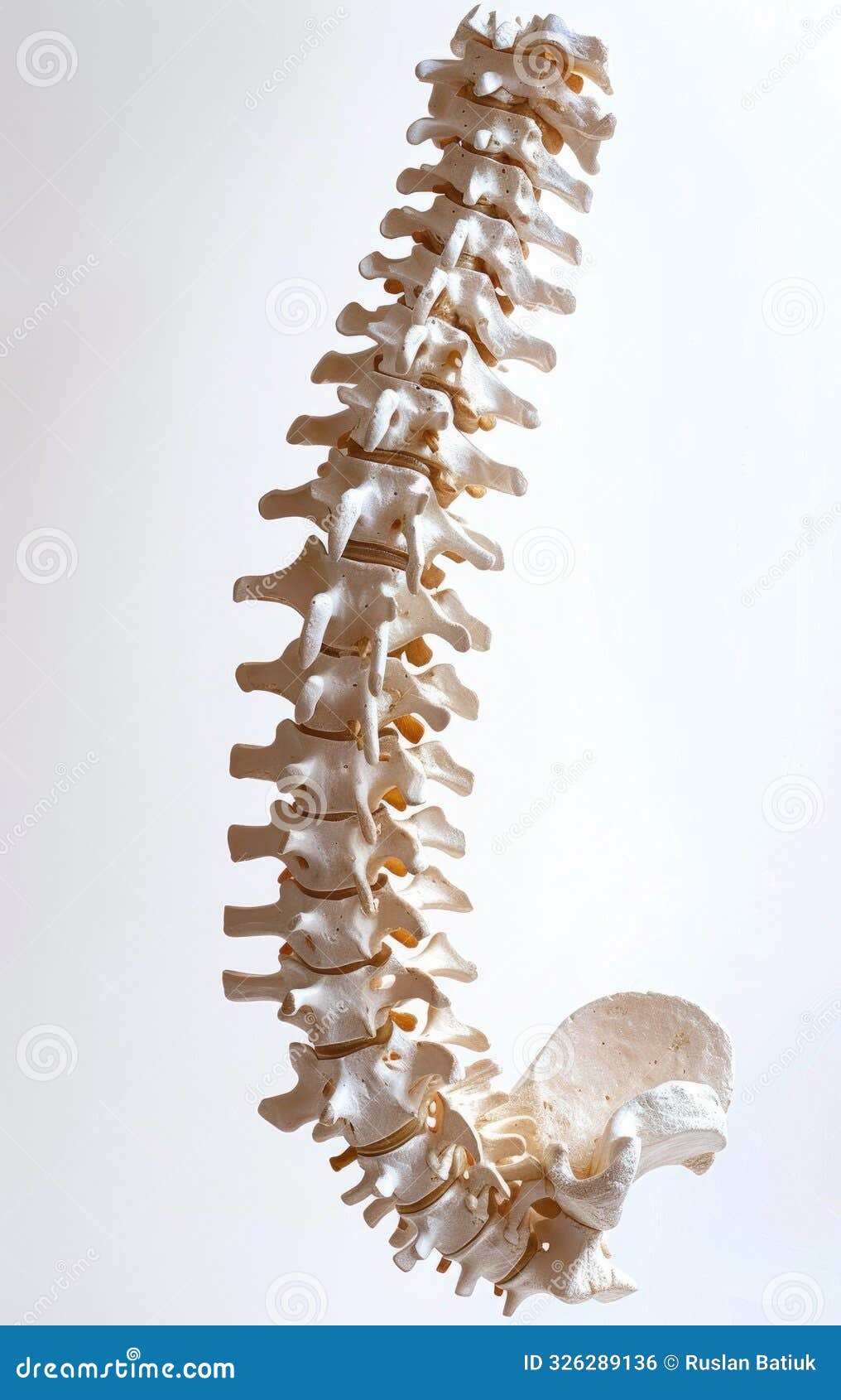 Structural Clarity: Visual of Spine, Showcasing Detailed Anatomy of ...