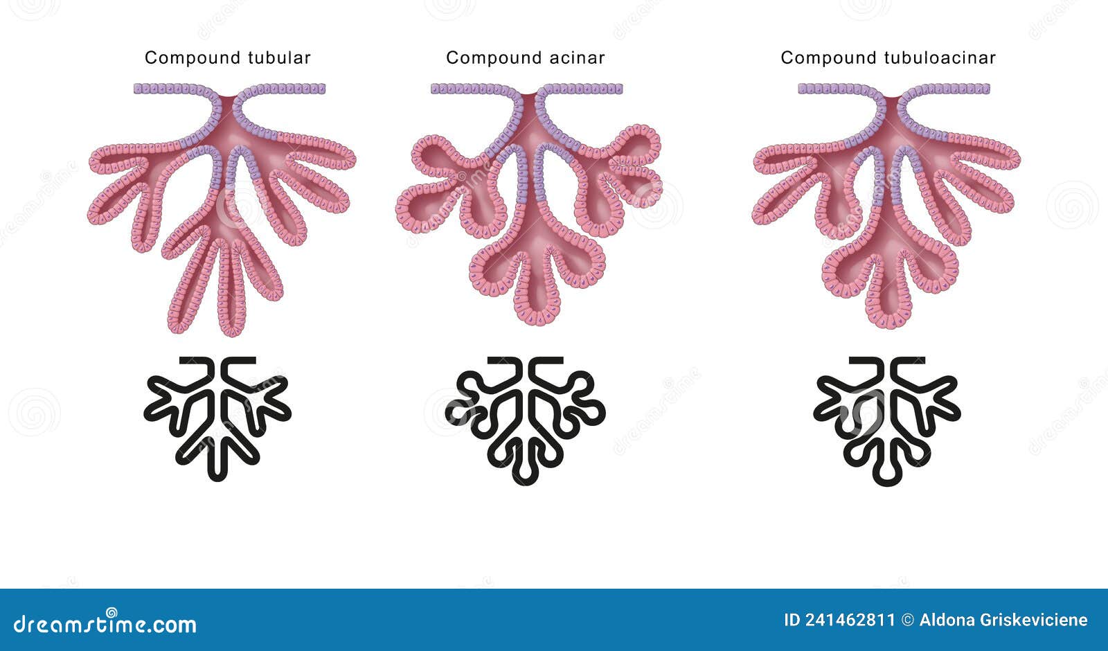 Structural Classification of Glands. Compound Glands Stock Illustration ... Structural Classification of Glands. Compound Glands Stock Illustration ...