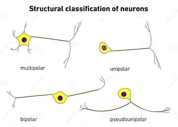 Structural Classification of Neurons Stock Vector - Illustration of ...