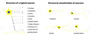 Structural Classification of Neurons and Structure of a Typical Neuron ...