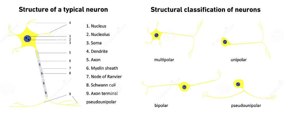 Structural Classification of Neurons and Structure of a Typical Neuron ...