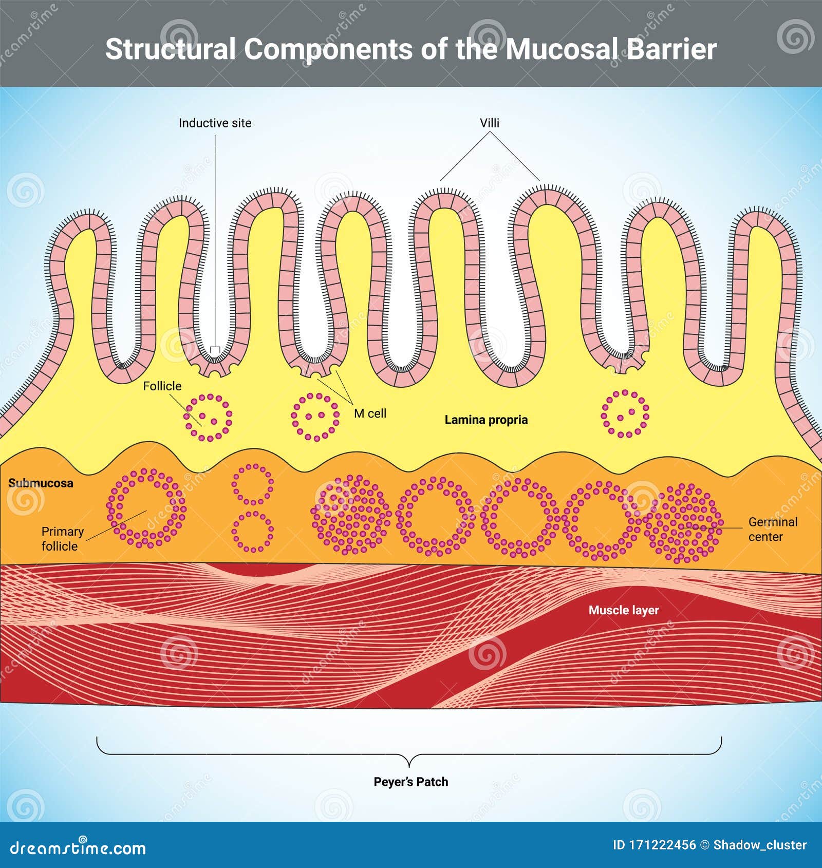 Structural Components of the Mucosal Barrier Medical Illustration Stock ...