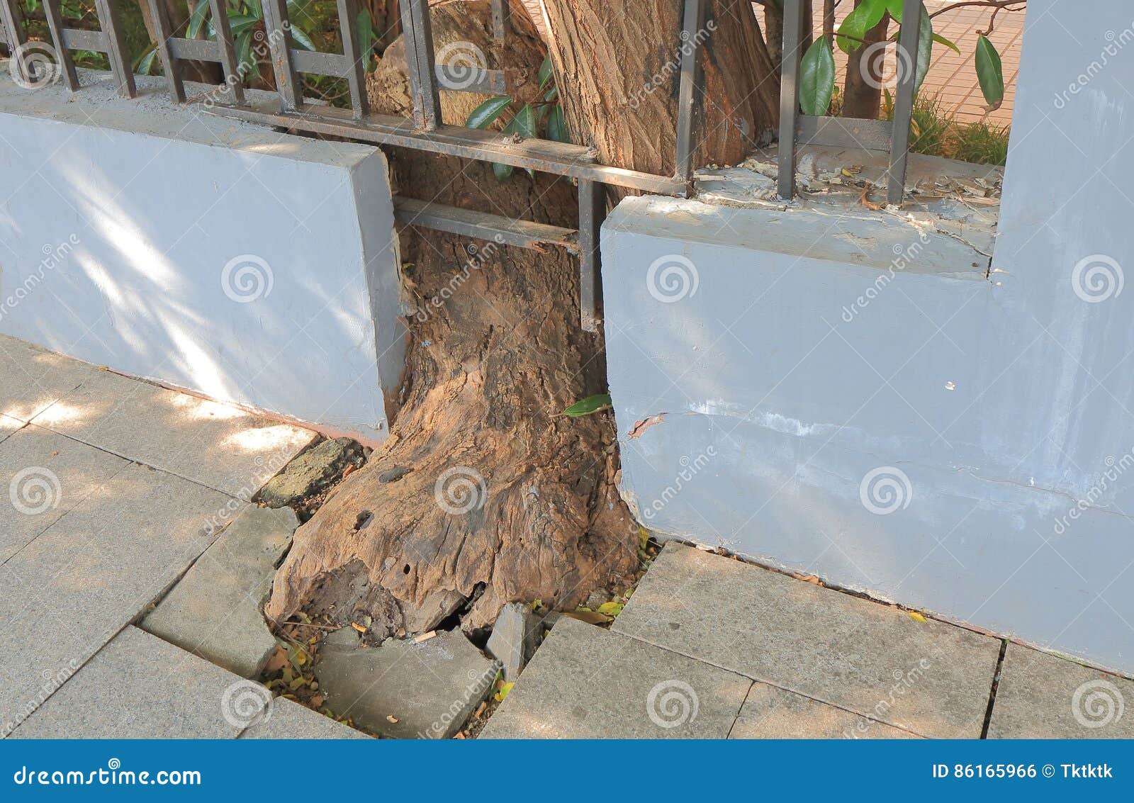 Structural Damage Tree Root Stock Photo - Image of structural, root ...