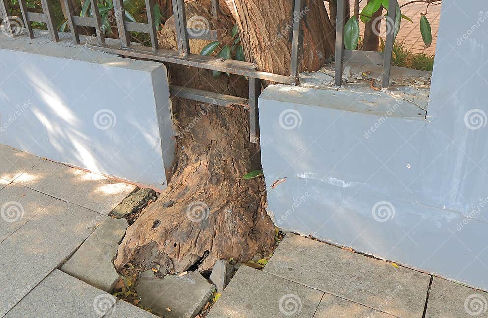 Structural Damage Tree Root Stock Photo - Image of structural, root ...