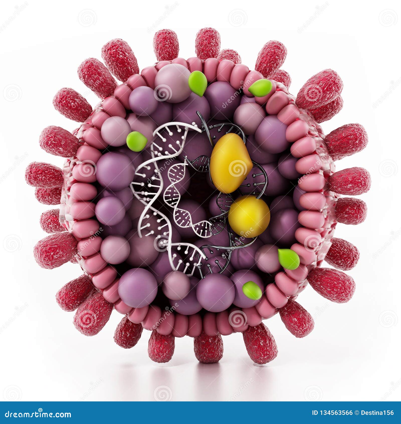 Virus Structure 3d
