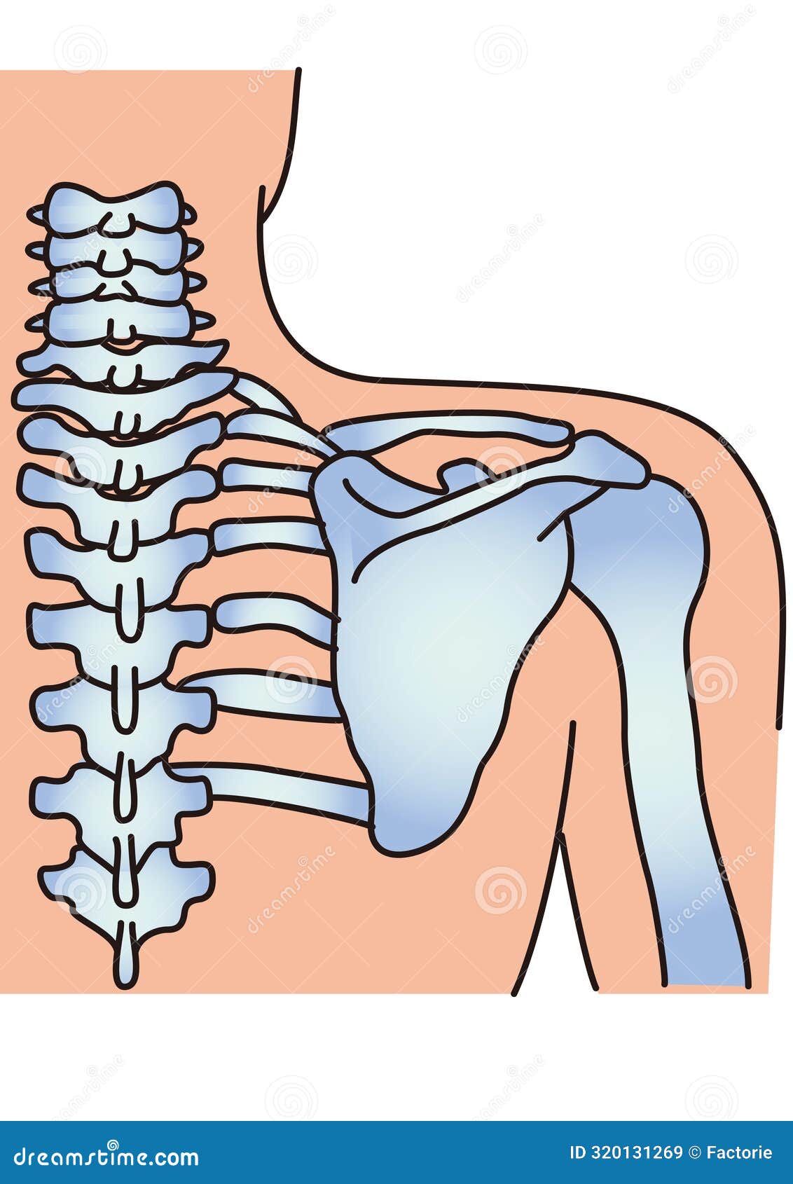 Structural Diagram Of The Human Cervical Vertebrae And Scapula Vector ...