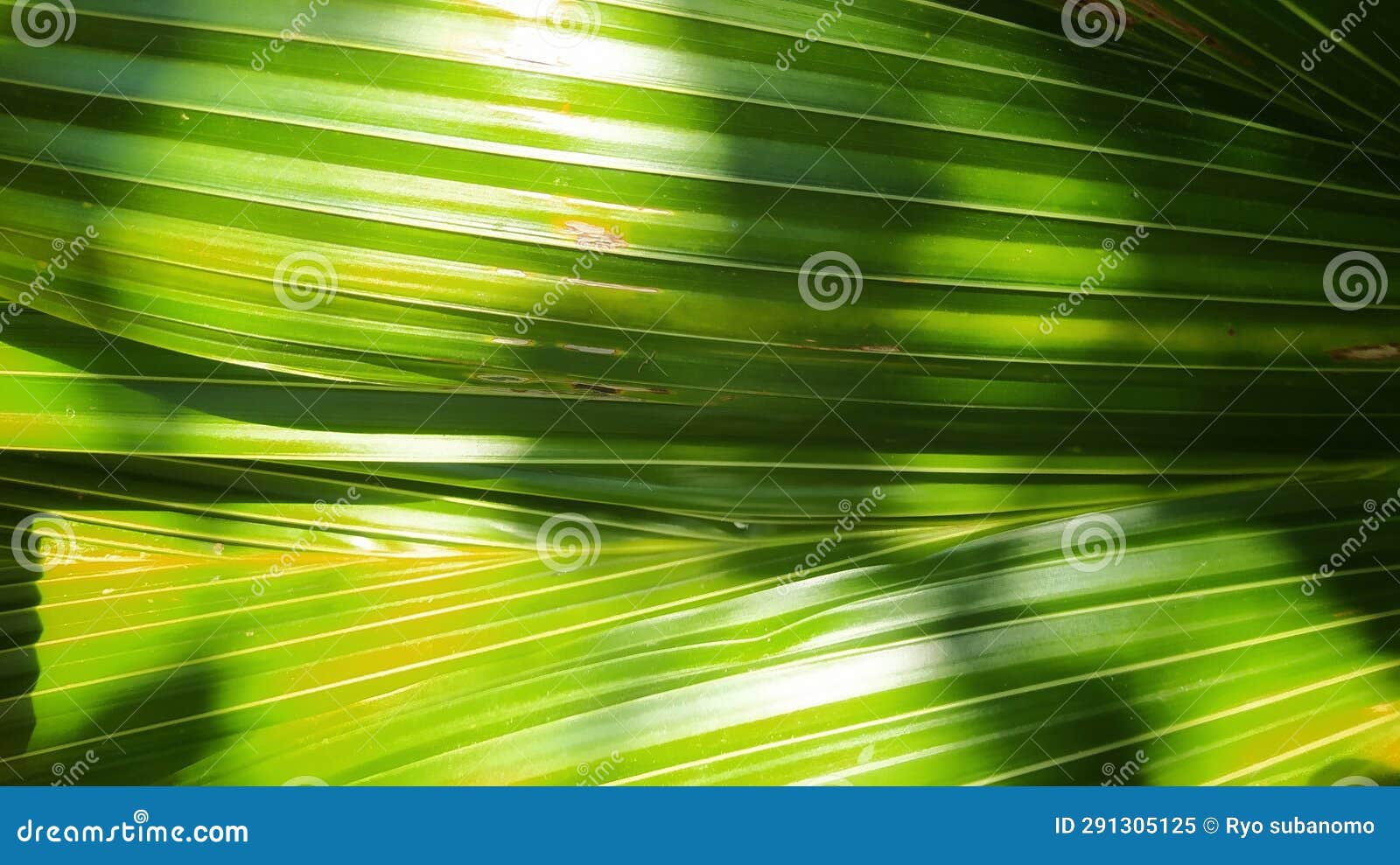 The Structural Form of Easily Aged Coconut Leaves Stock Image - Image ...