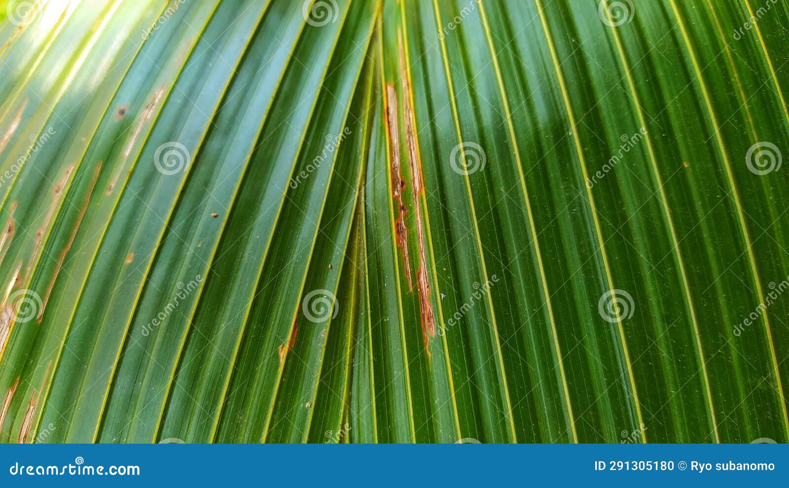 The Structural Form of Easily Aged Coconut Leaves Stock Photo - Image ...