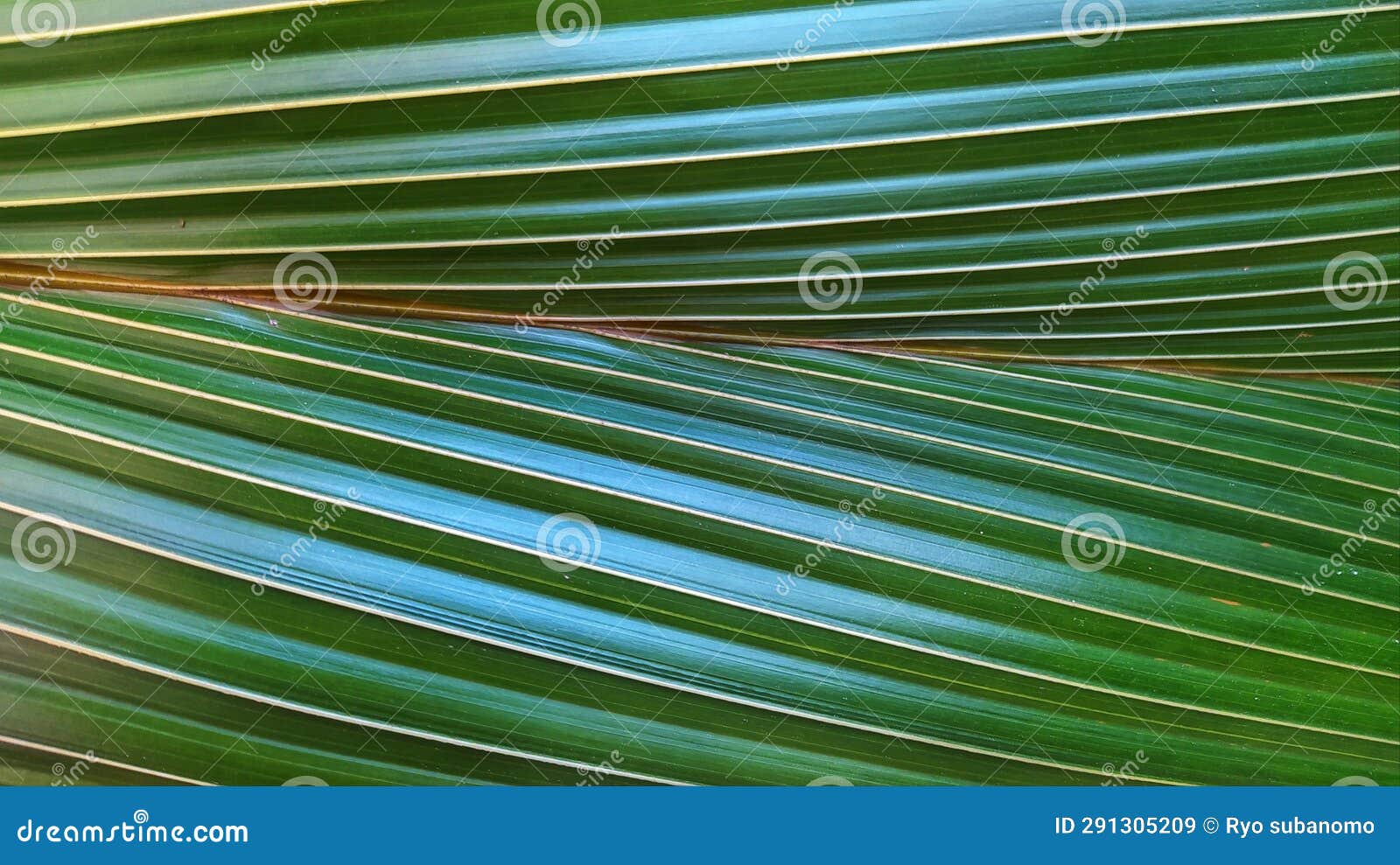 The Structural Form of Easily Aged Coconut Leaves Stock Image - Image ...