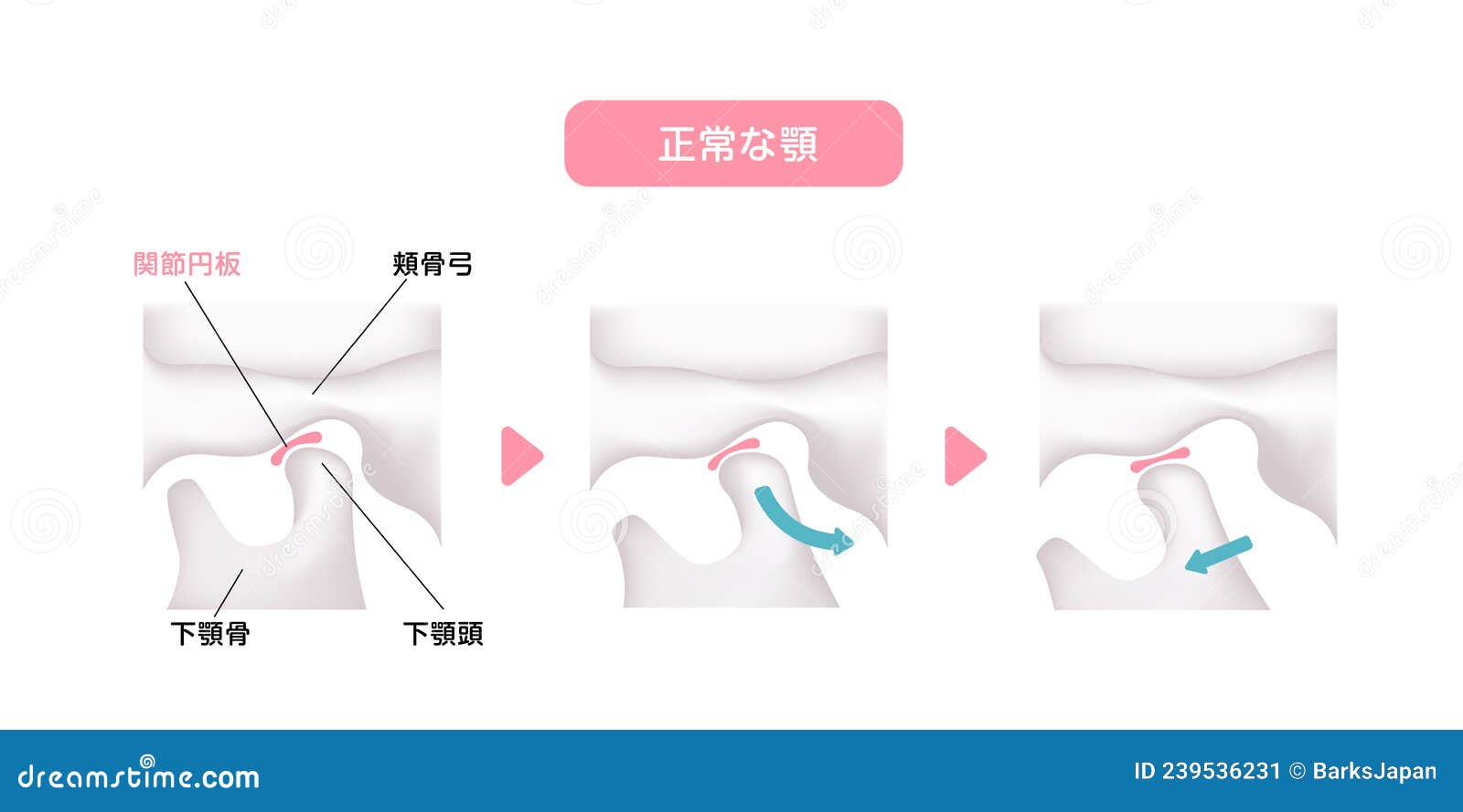 Structural Illustration when Opening and Closing the Jaw Stock Vector ...
