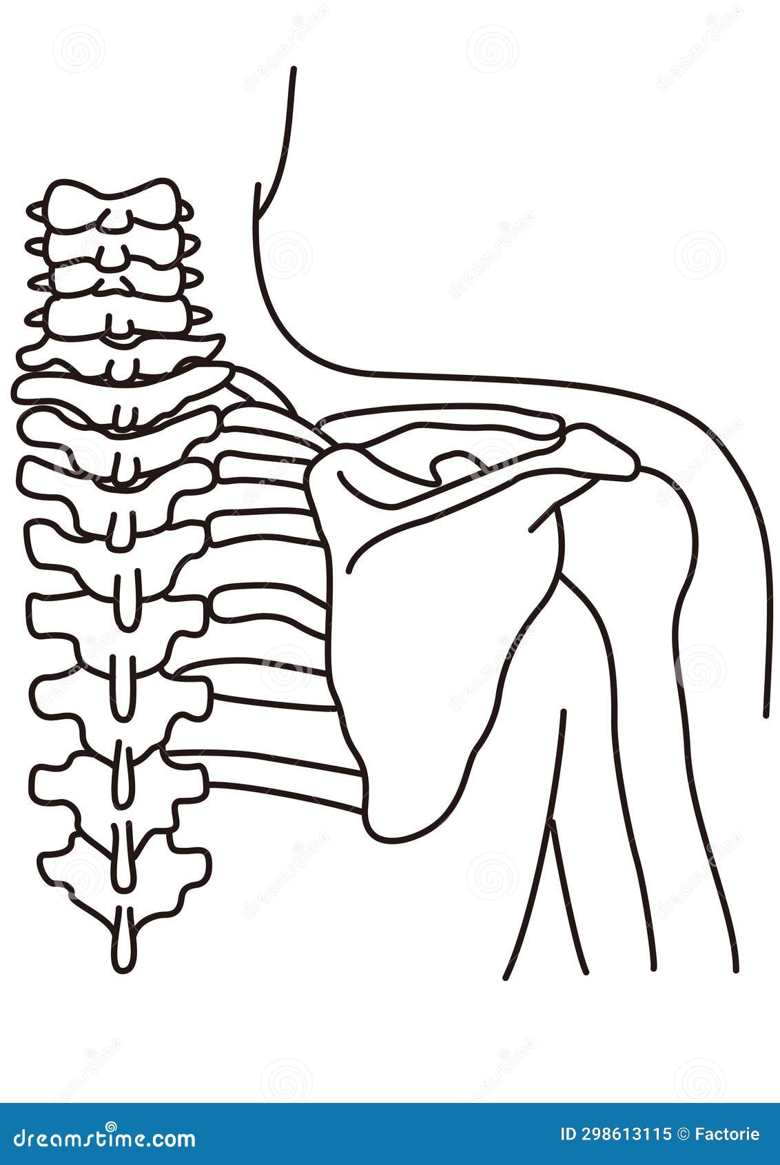 Structural Line Drawing of the Human Cervical Vertebrae and Scapula ...