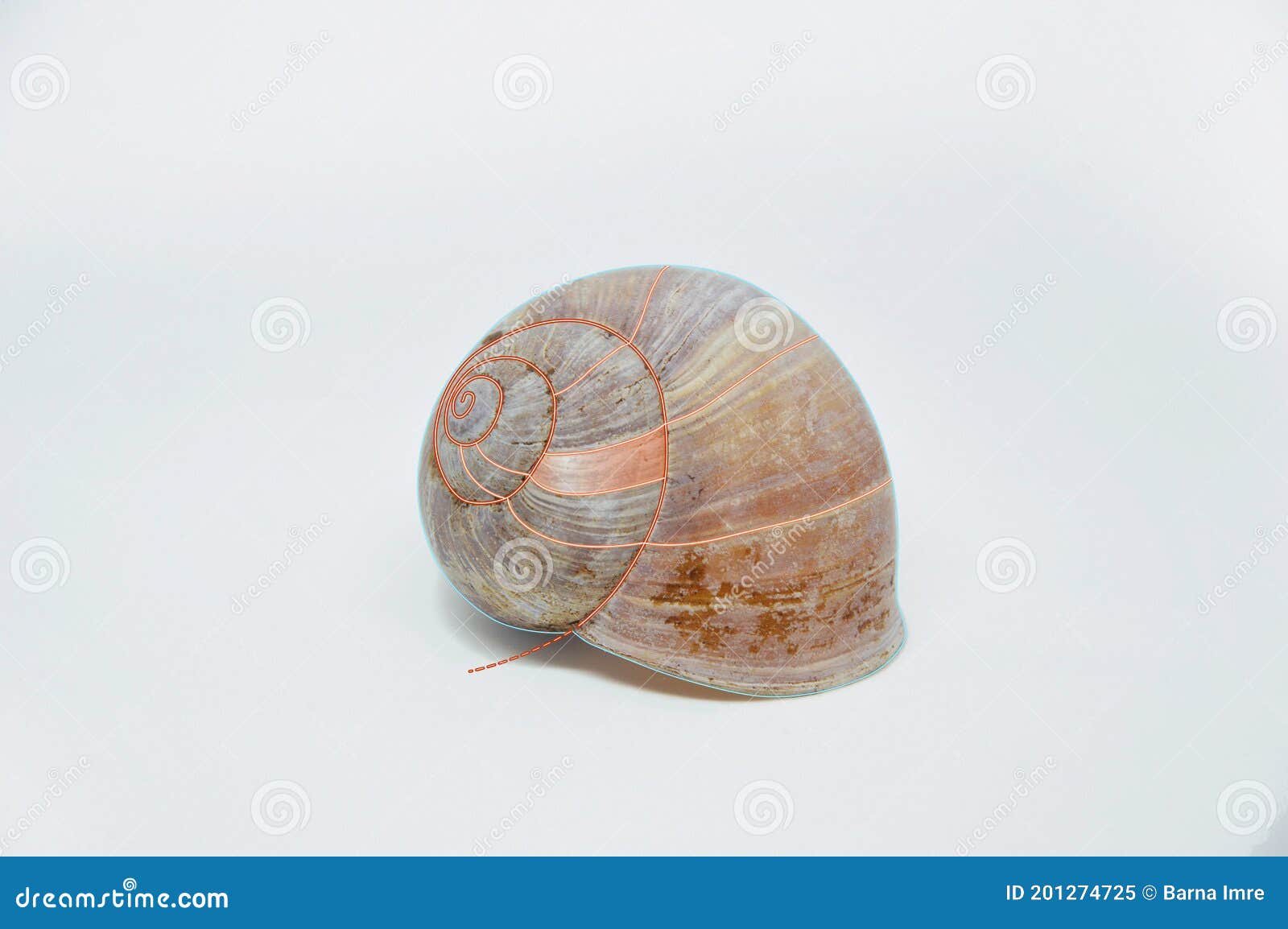 Structure of a Helix Pomatia Shell Stock Image - Image of invertebrate ...