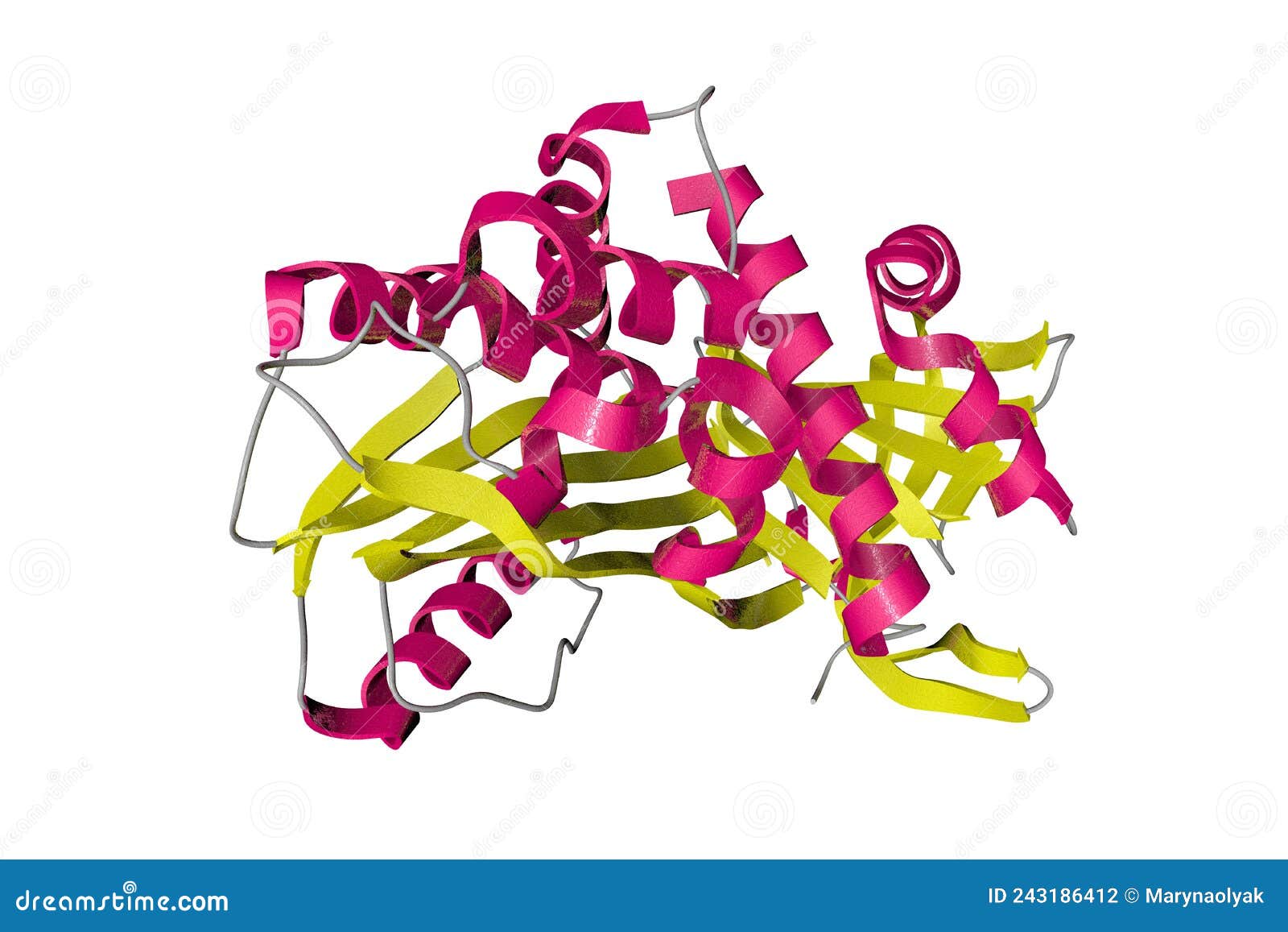 Structural Mechanism of Hormone Release in Thyroxine Binding Globulin ...