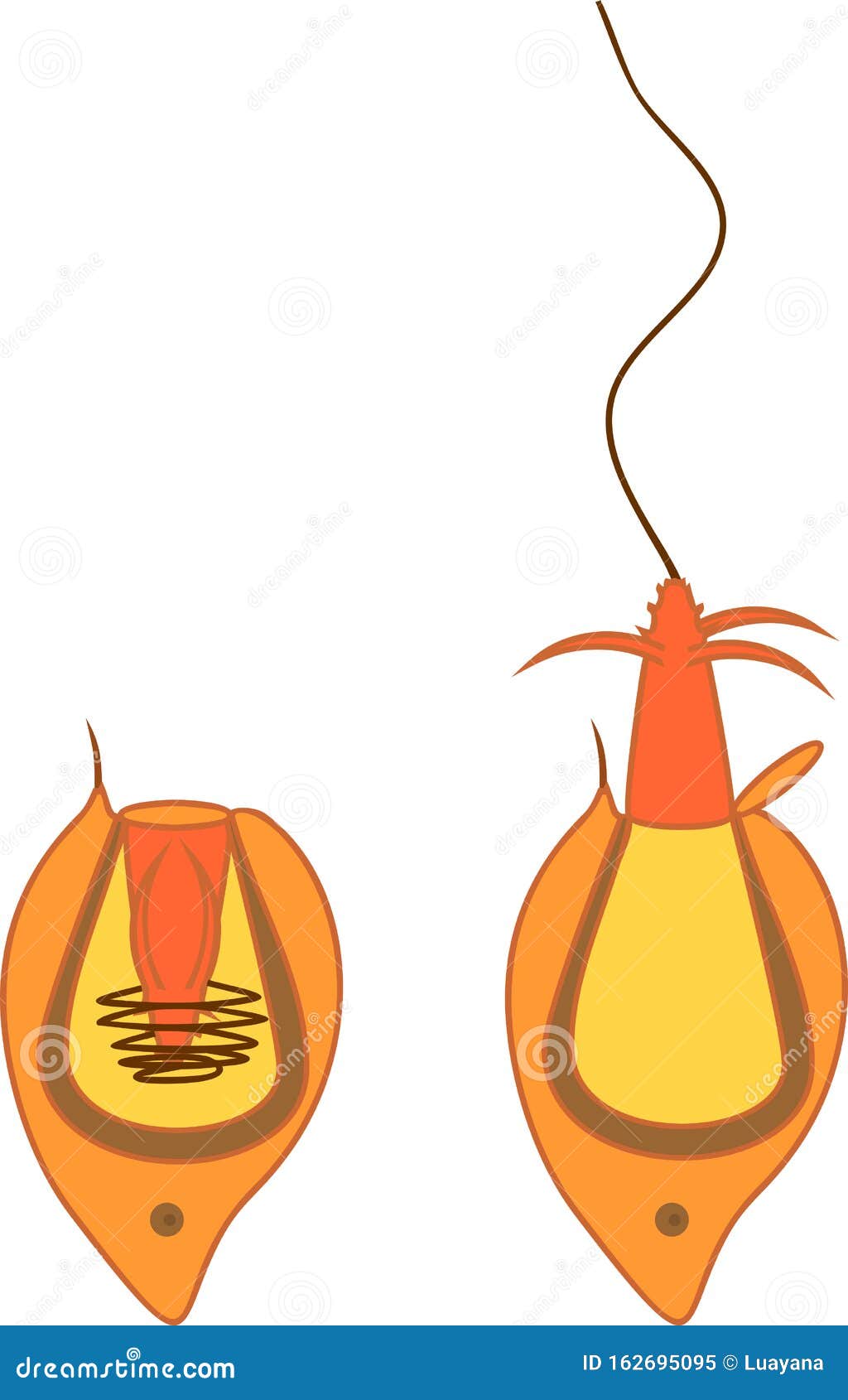 Structure and Action of Cnidocyte. Stock Vector - Illustration of ...