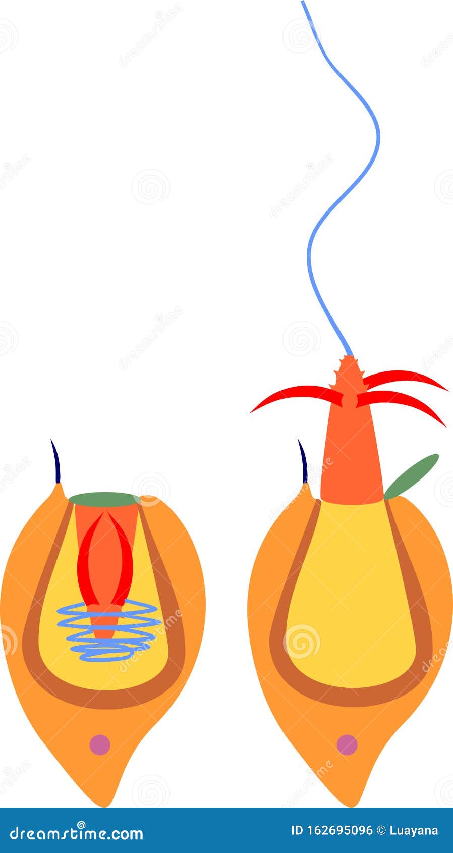 Structure and Action of Cnidocyte. Stock Vector - Illustration of ...