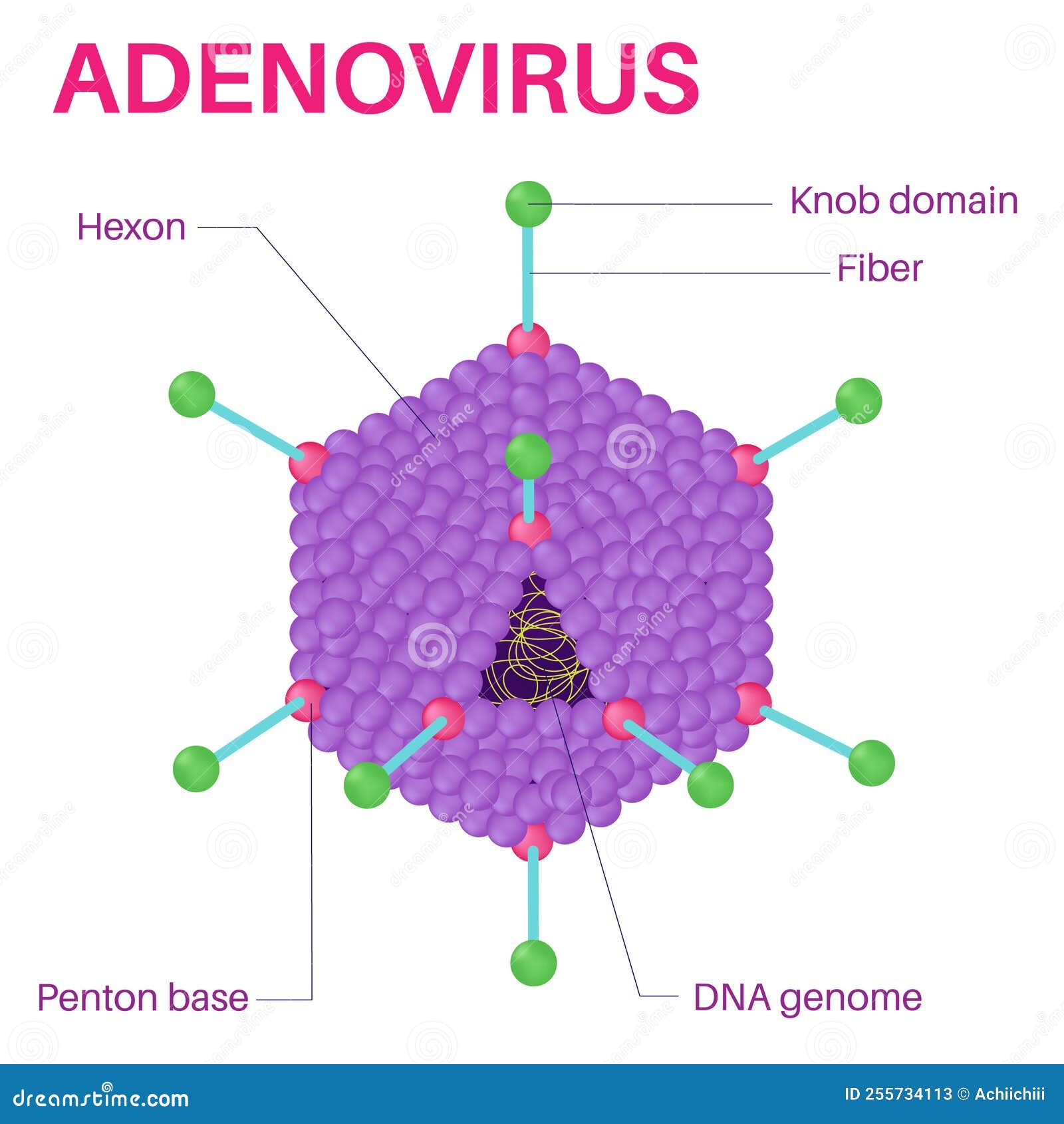 Structure Of The Adenovirusadenovirus Is A Virus Stock Vector Illustration Of Diagram