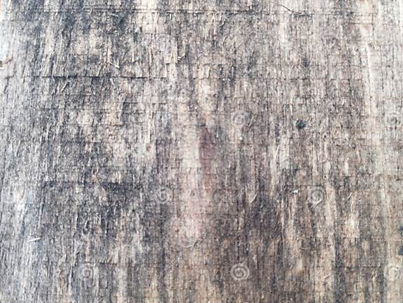 The Structure of Albasia Wood is Quite Dense with a Straight Grain ...
