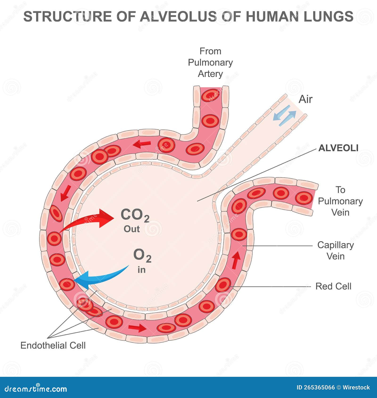 Structure of Alveolus of Human Lungs on the White Background Stock ...