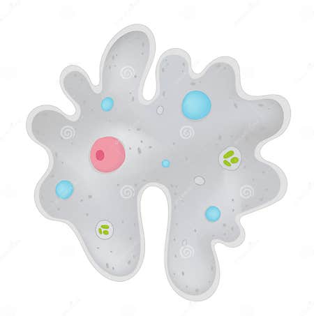 Structure of Amoeba stock vector. Illustration of school - 114926985