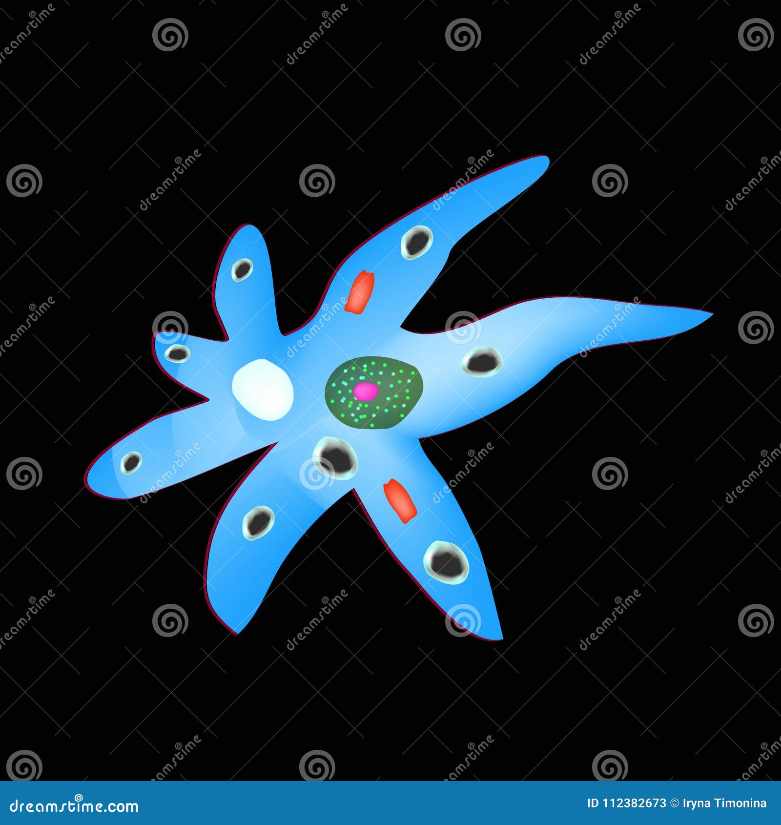 The Structure Of The Amoeba Is Intestinal. Gastrointestinal Amebiasis ...