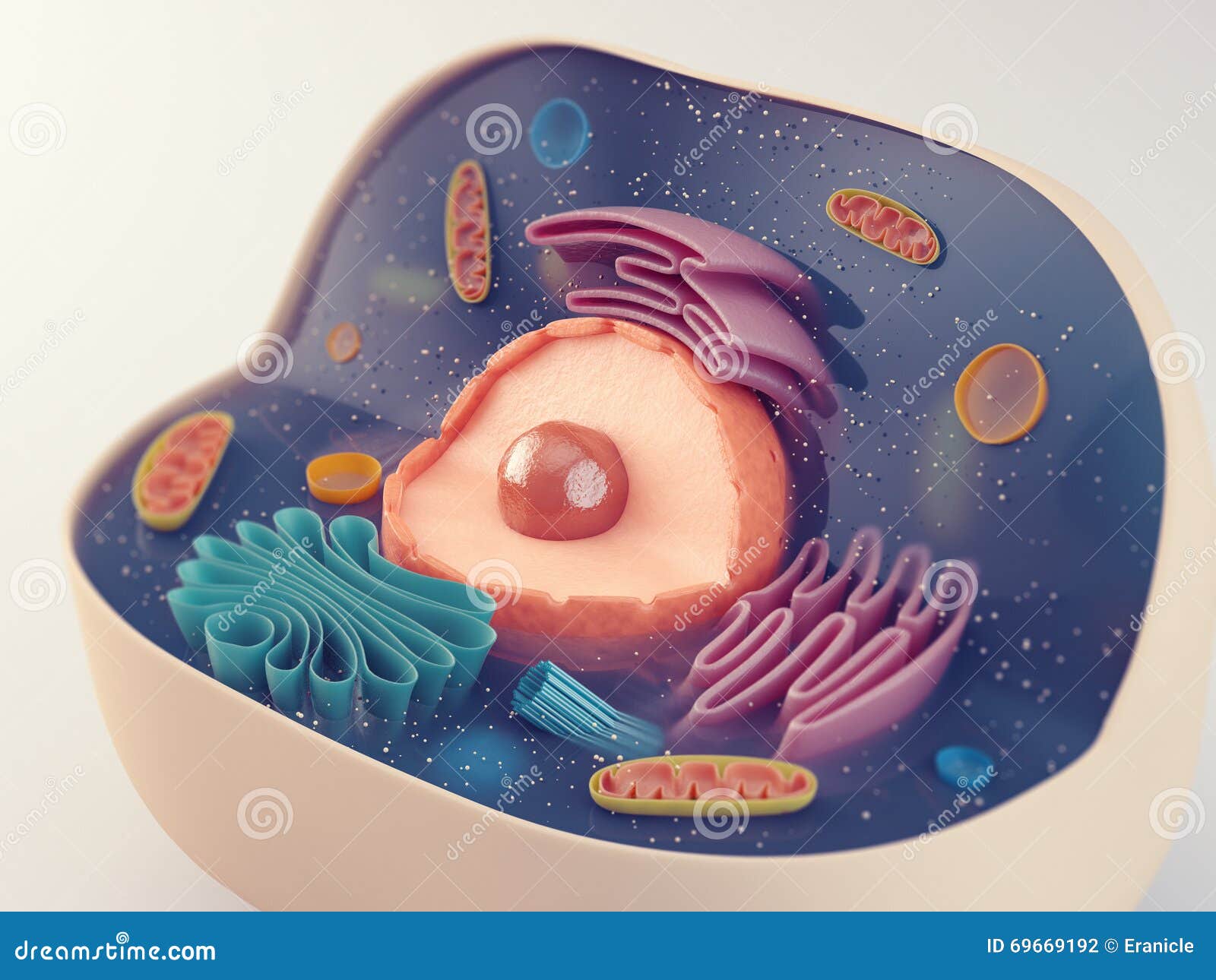 Structure Anatomique De La Cellule Animale Illustration Stock ...