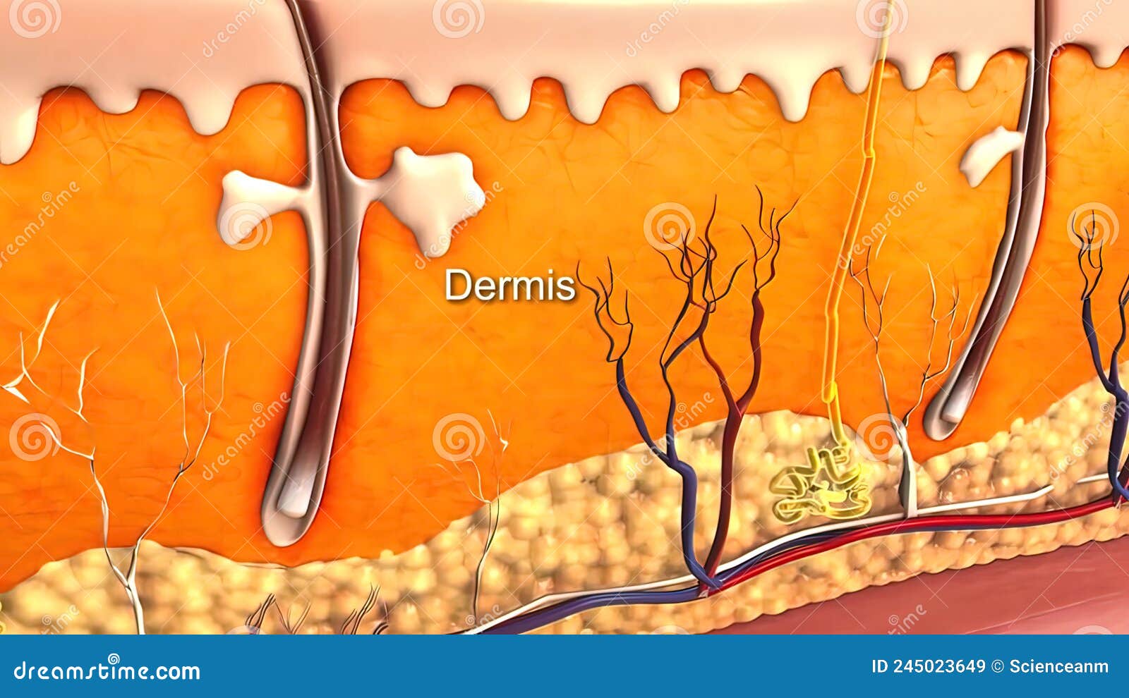 Structure Anatomique De La Peau Illustration Stock - Illustration du ...