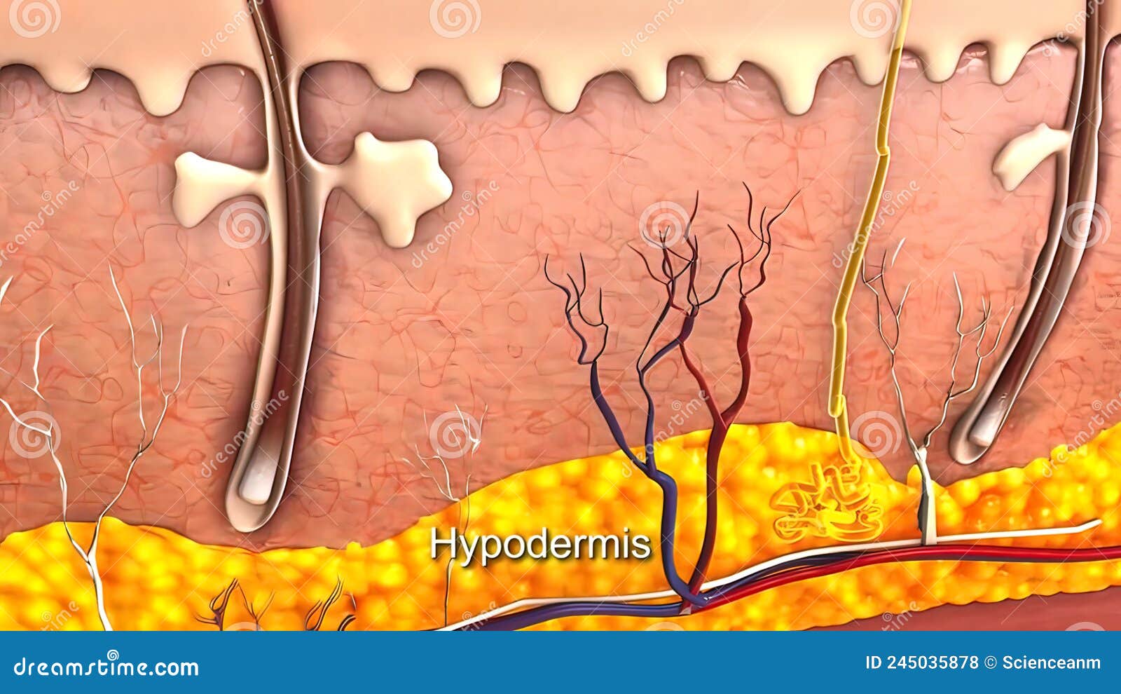 Structure Anatomique De La Peau Illustration Stock - Illustration du ...