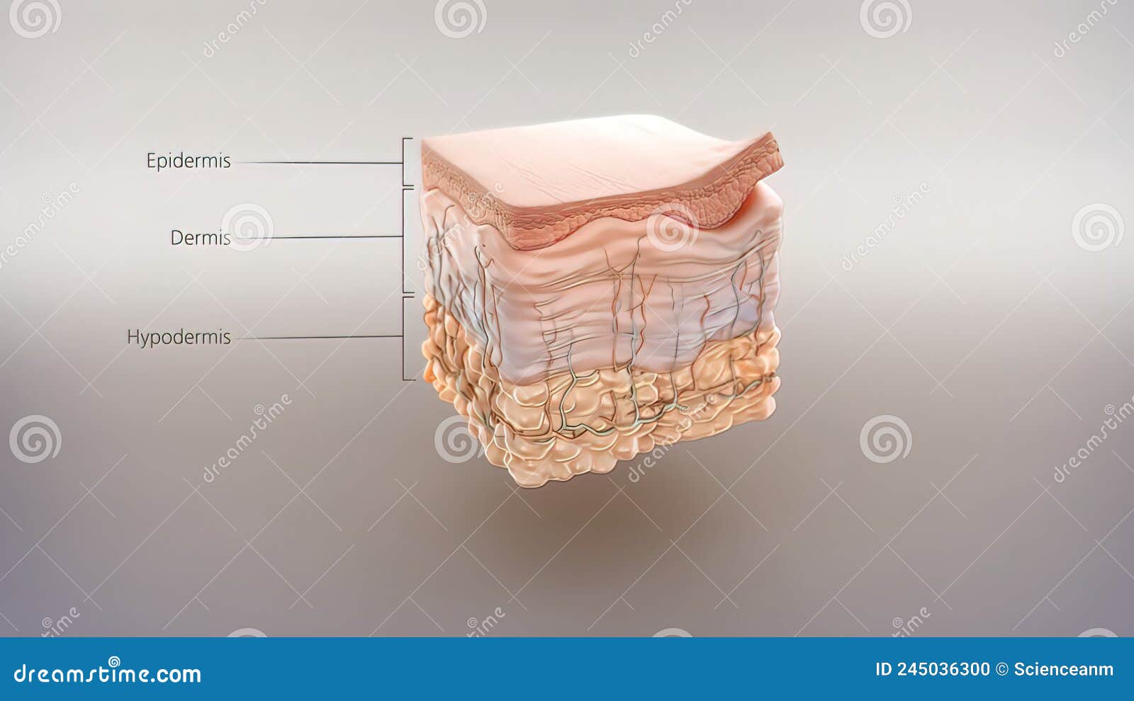 Structure Anatomique De La Peau Illustration Stock - Illustration du ...