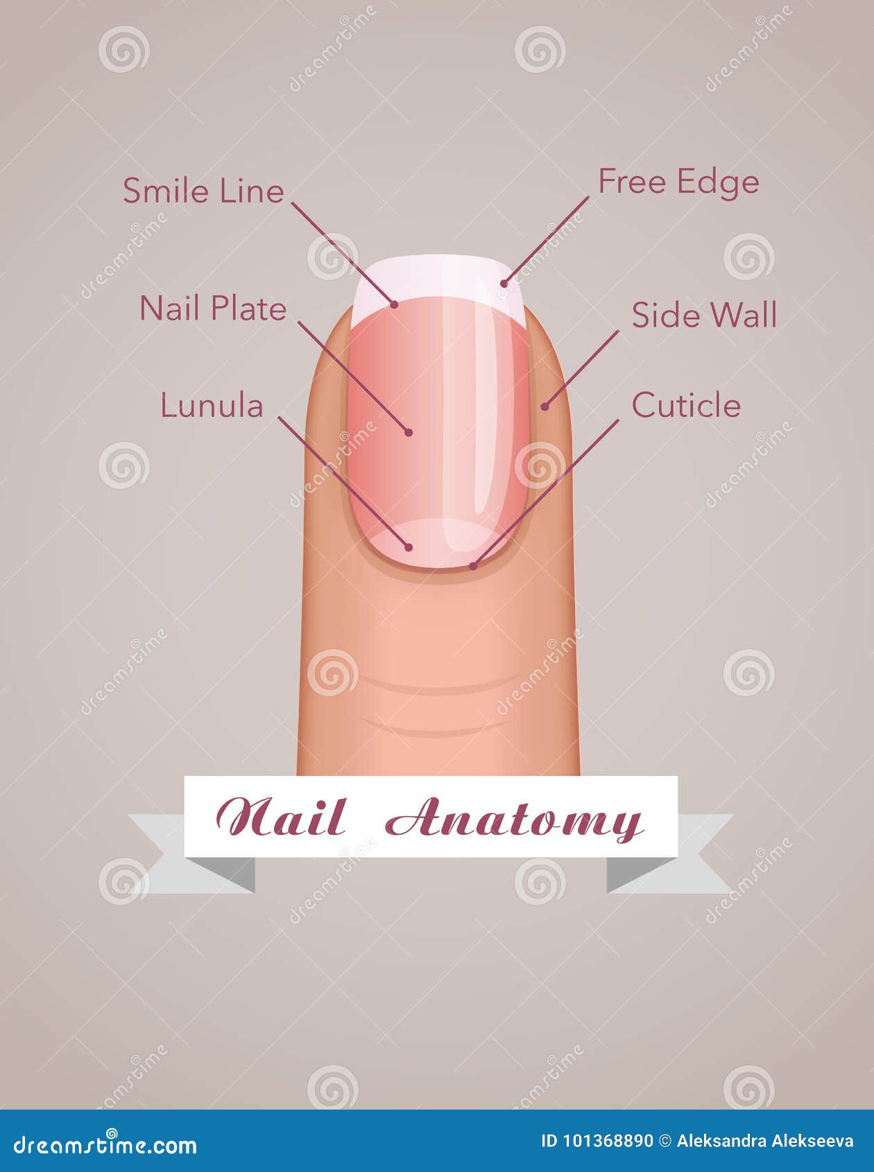 Structure Of Nail, Anatomy Scheme Of Nail On White Background Royalty ...