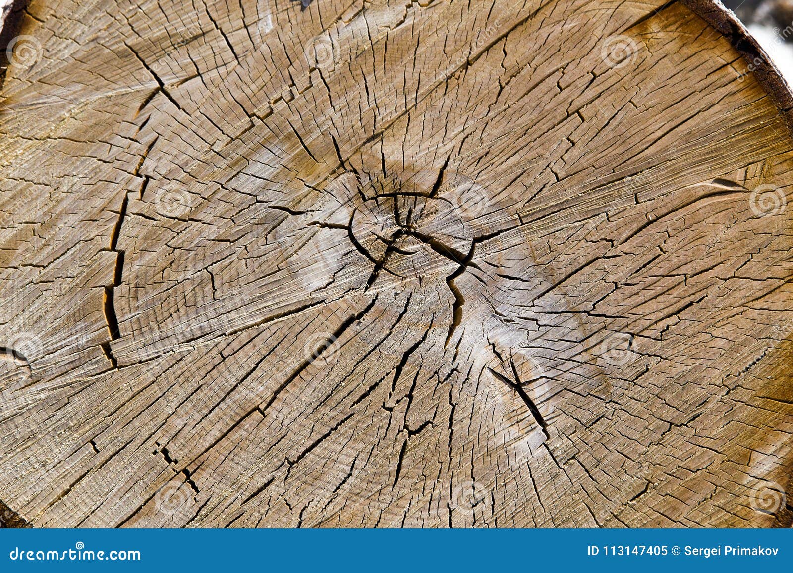 Structure Arborescente Interne Image stock - Image du section, blanc ...