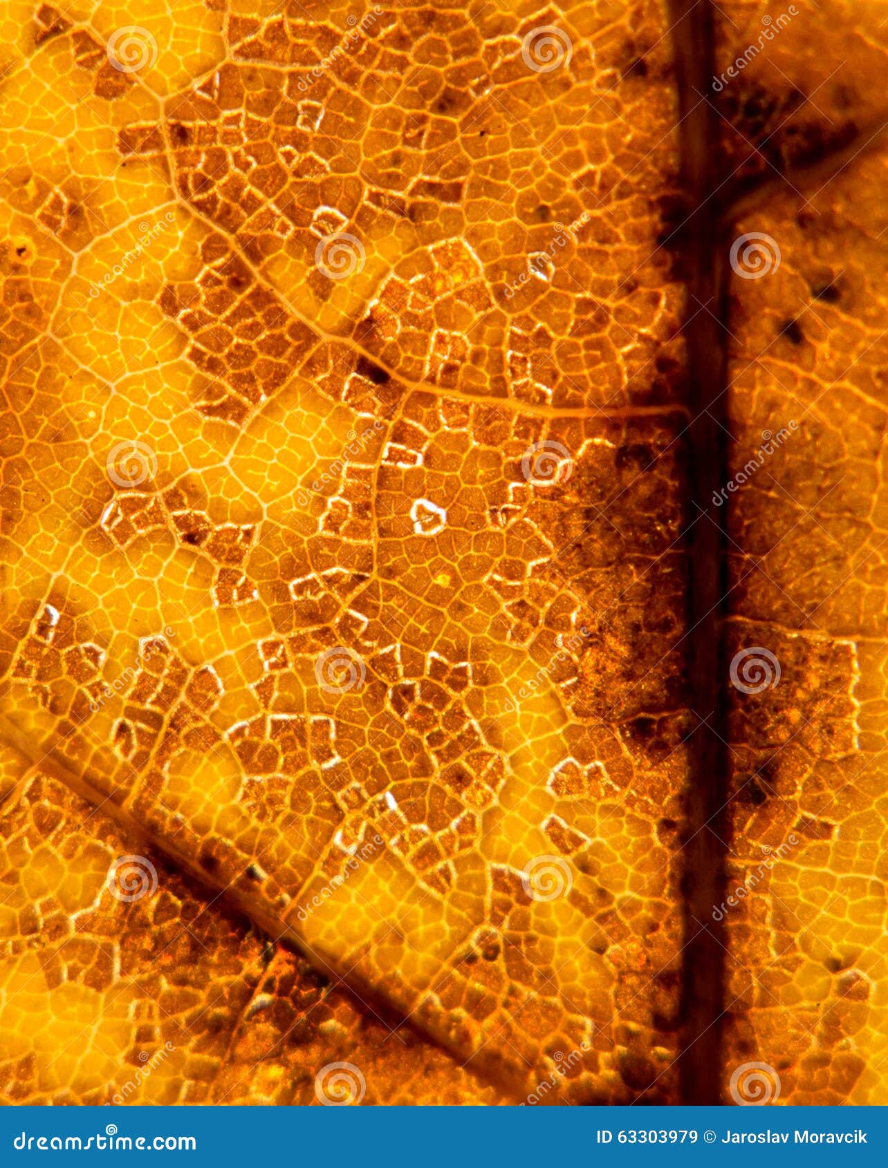 Structure of autumn leaf stock image. Image of close - 63303979