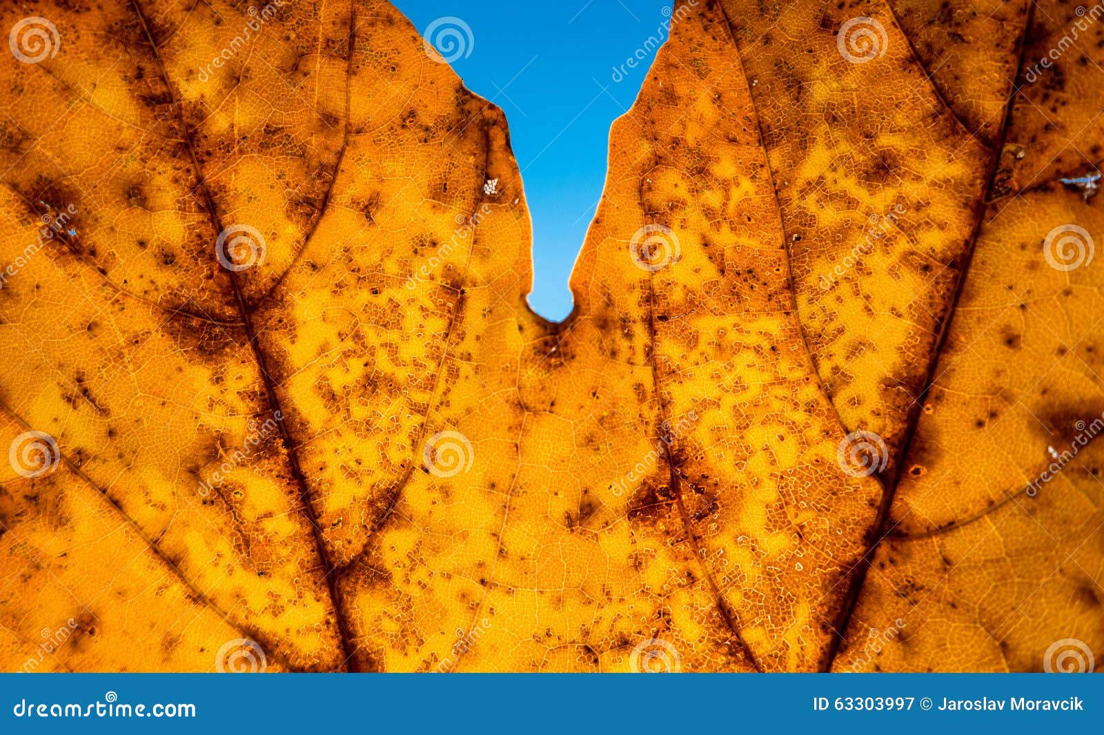 Structure of autumn leaf stock image. Image of specific - 63303997