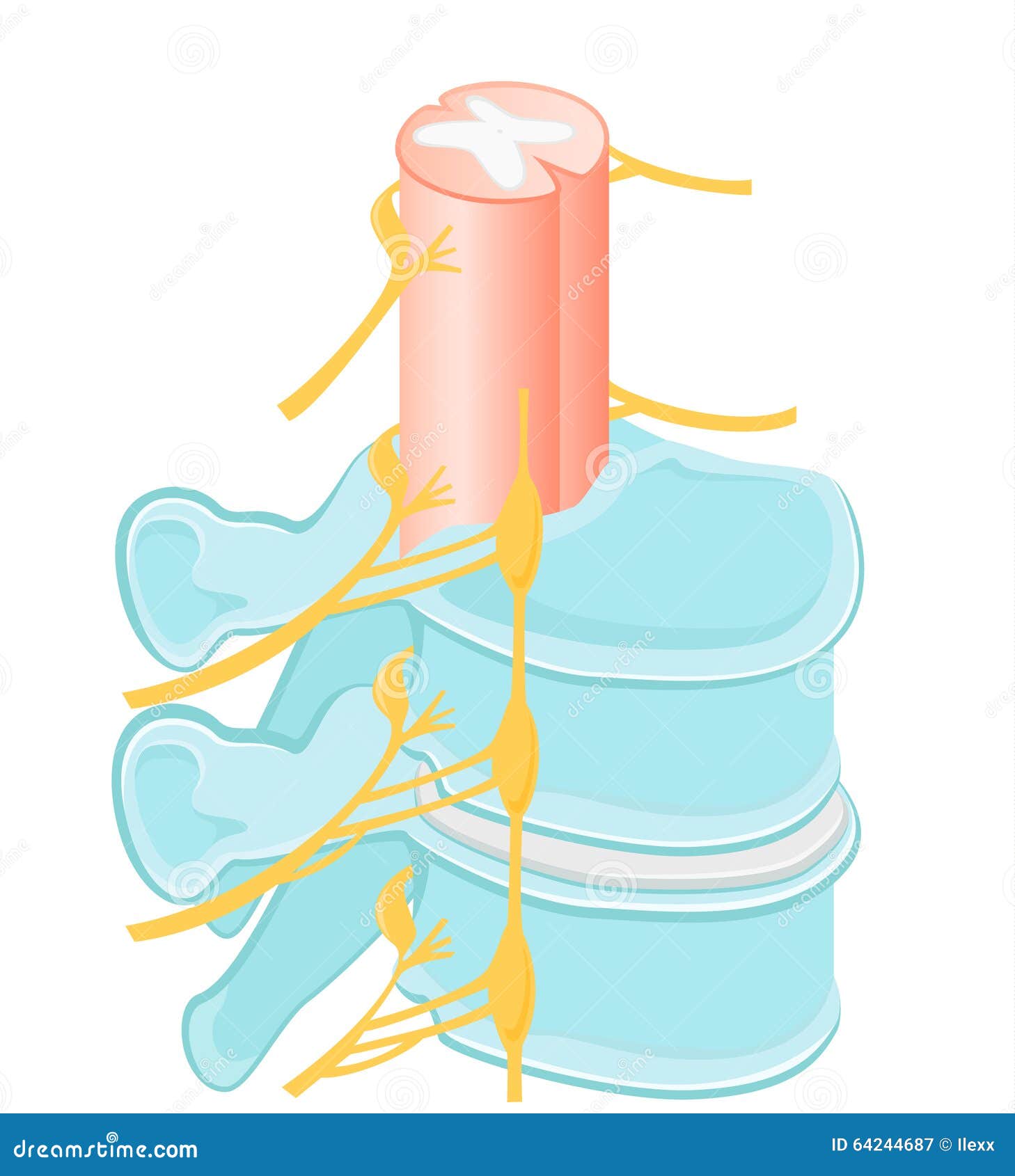Structure of the back bone stock vector. Illustration of organ - 64244687