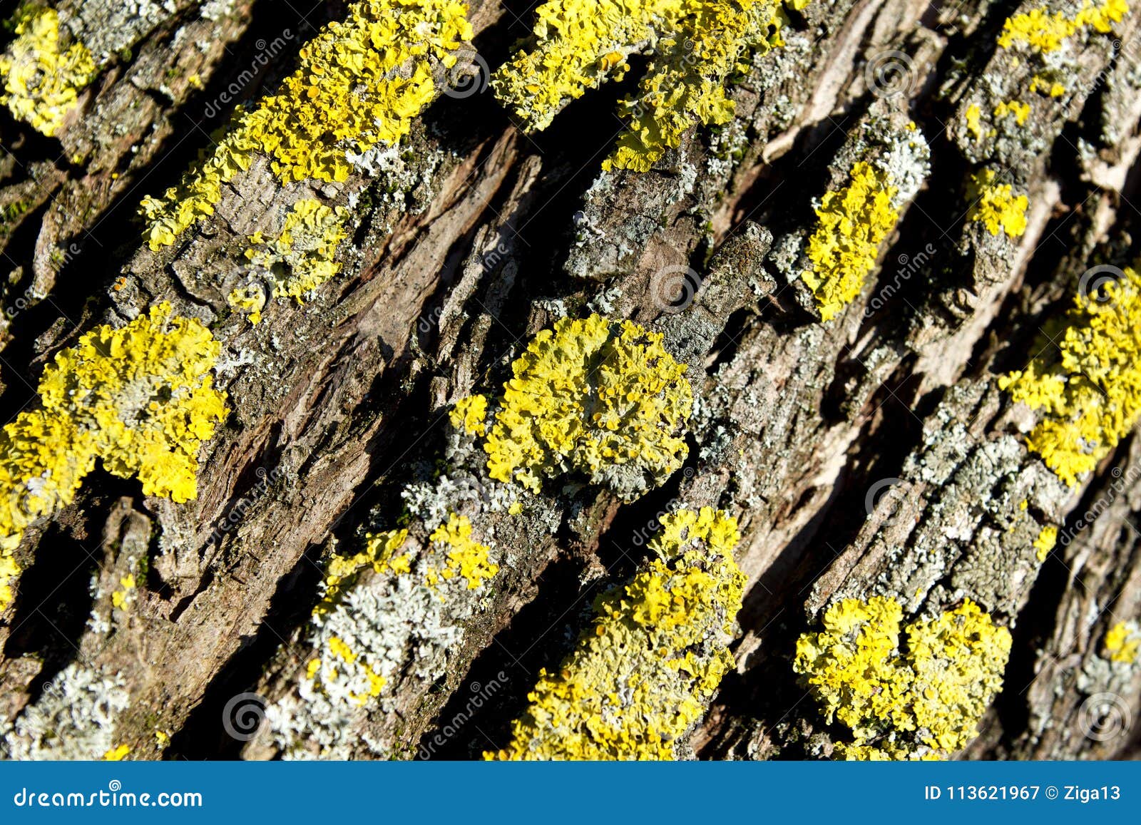 The Structure of the Background Tree Stock Image - Image of lichen ...
