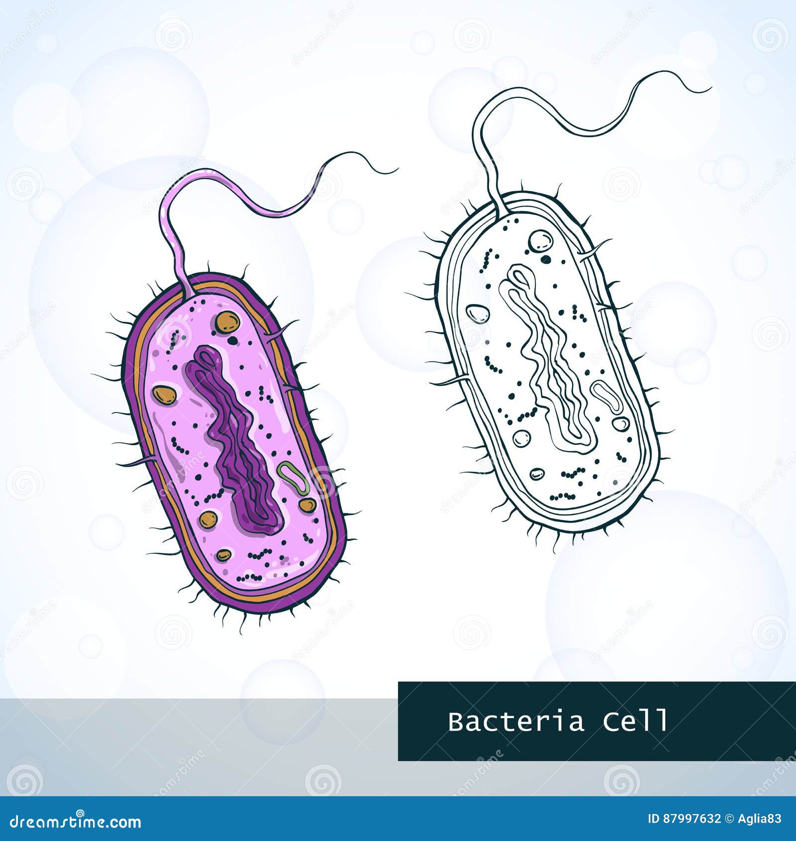 Structure of bacteria cell stock vector. Illustration of graphic - 87997632 Structure of bacteria cell stock vector. Illustration of graphic - 87997632