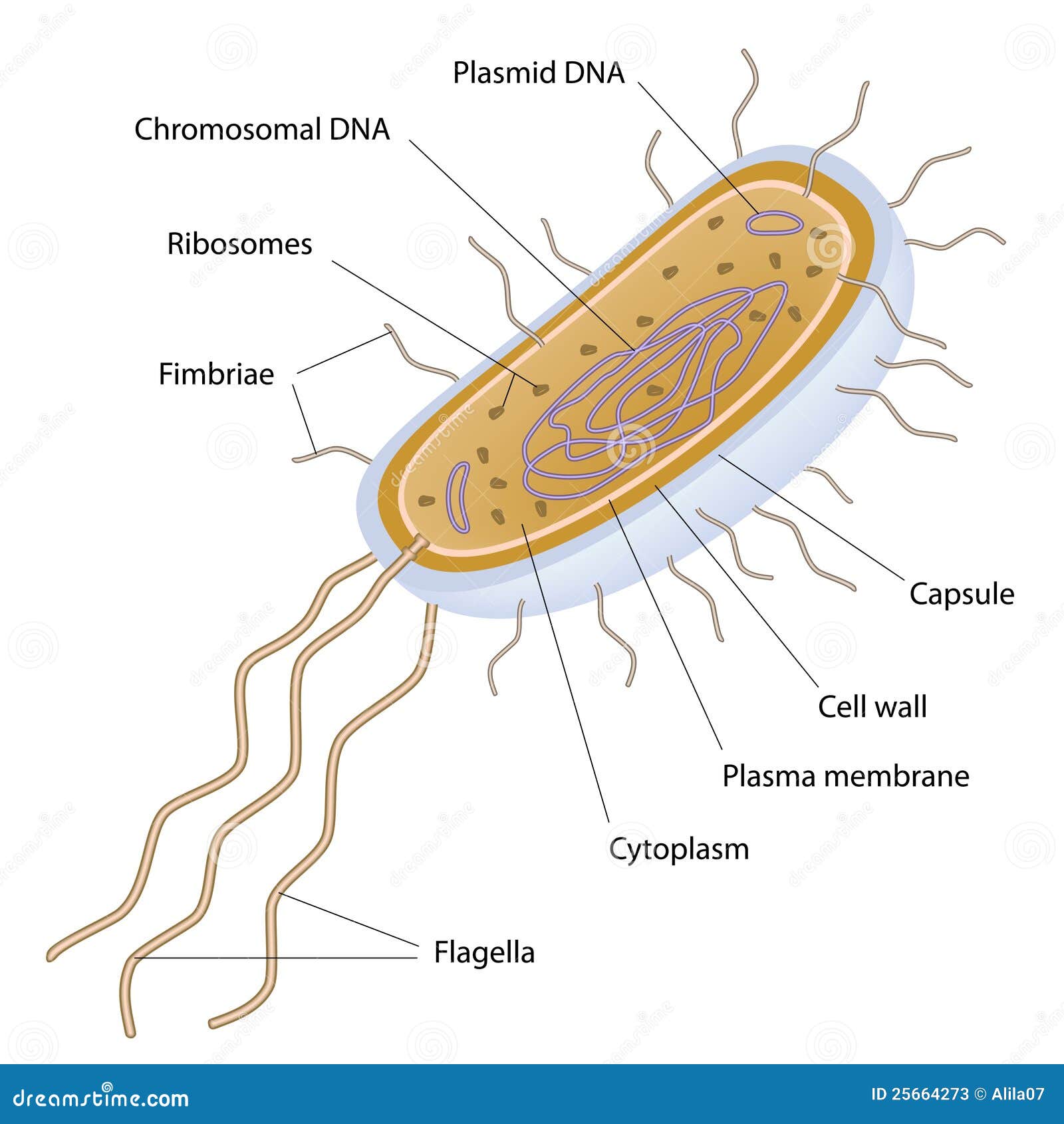 Structure of a Bacterial Cell Stock Vector - Illustration of disease ... Structure of a Bacterial Cell Stock Vector - Illustration of disease ...