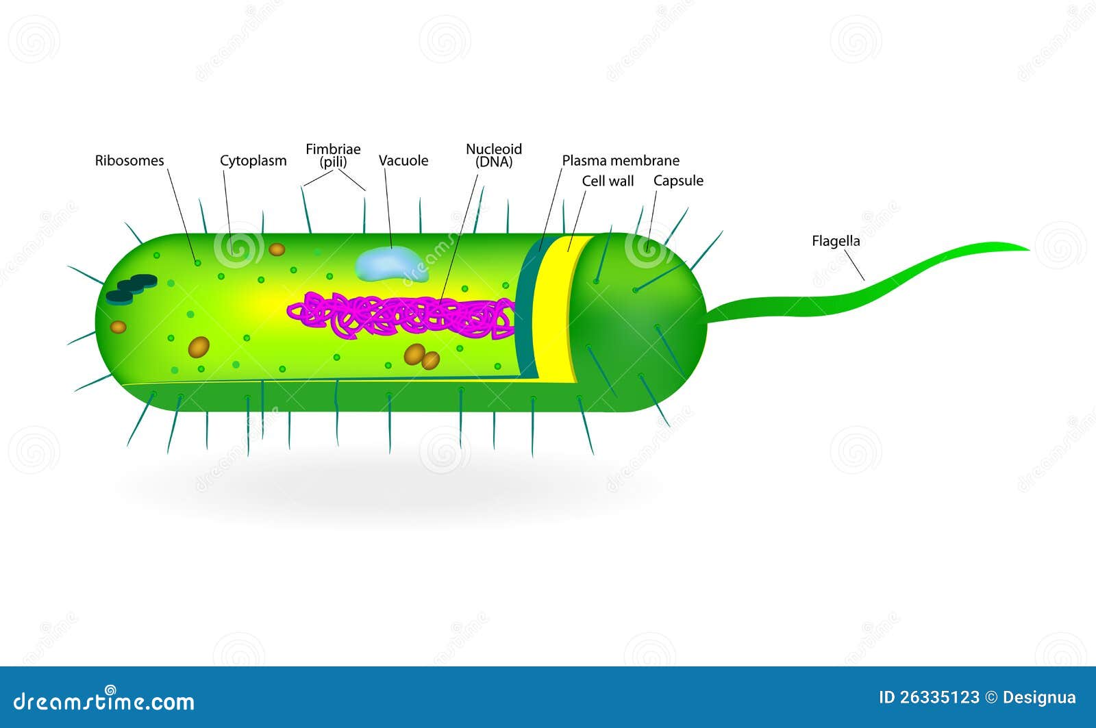 Structure of a Bacterial Cell Stock Vector - Illustration of education ... Structure of a Bacterial Cell Stock Vector - Illustration of education ...