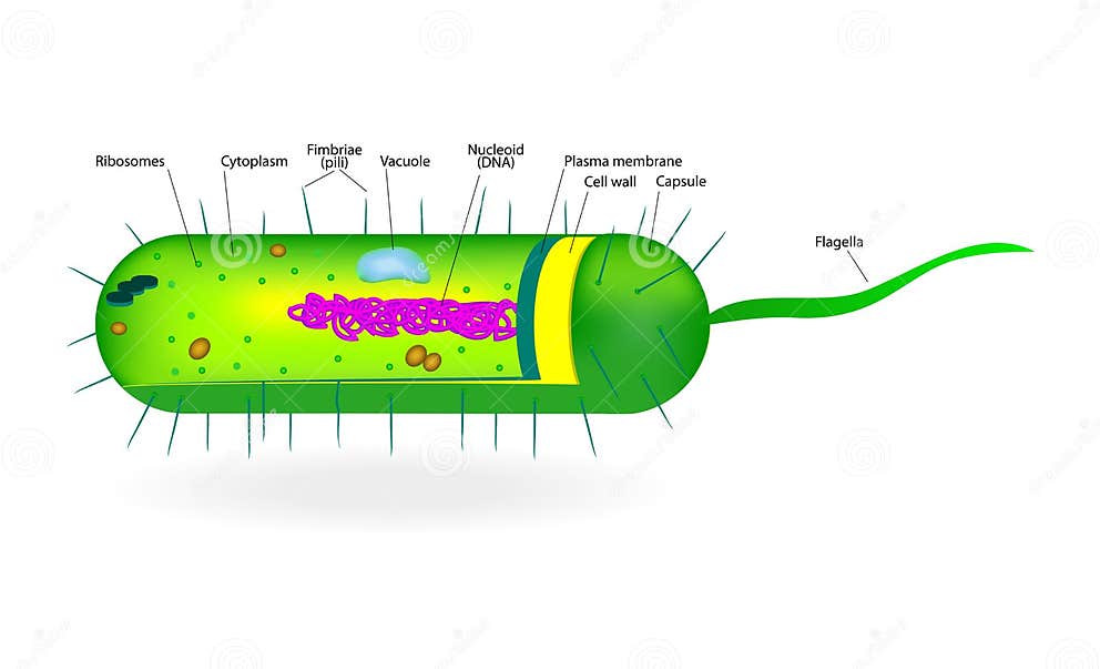 Structure of a Bacterial Cell Stock Vector - Illustration of education ...