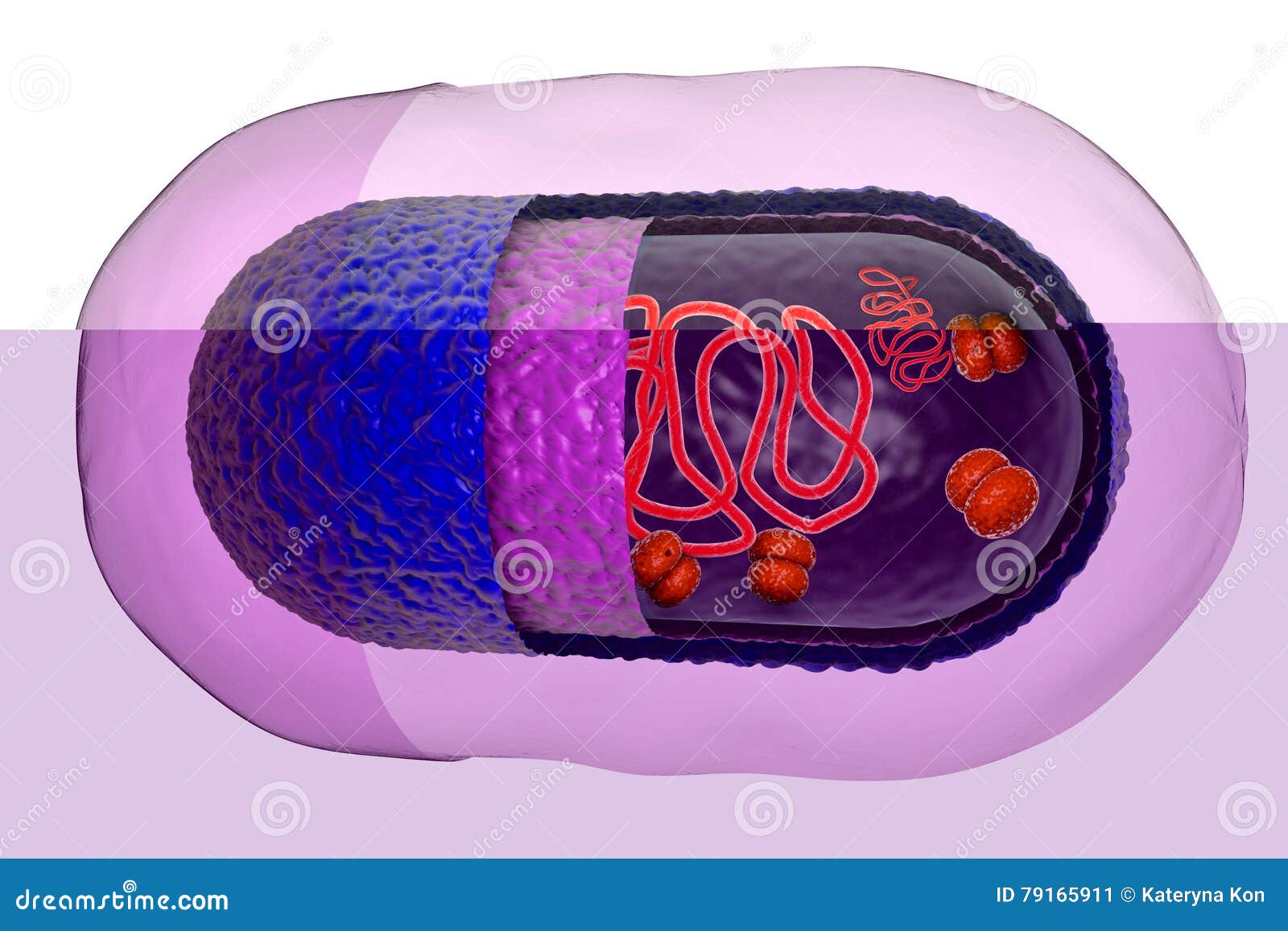 Structure of Bacterial Cell Stock Illustration - Illustration of human ...