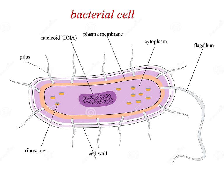 Structure of a Bacterial Cell Stock Illustration - Illustration of ...