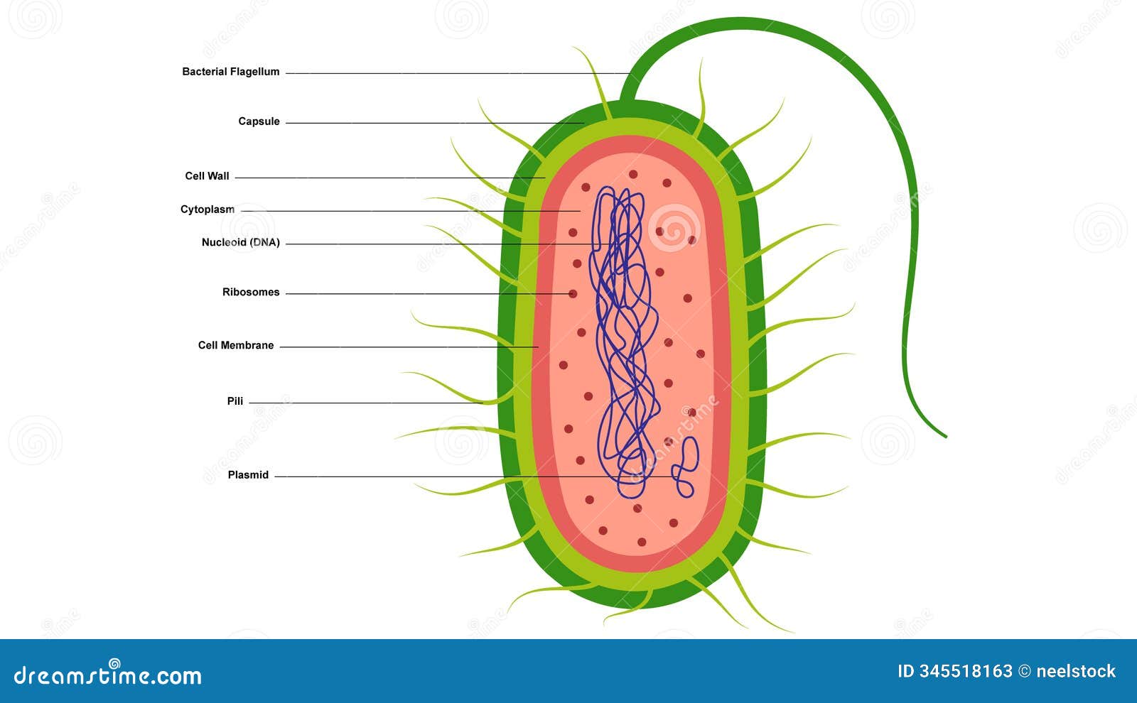 Structure of a Bacterial Cell Stock Illustration - Illustration of ... Structure of a Bacterial Cell Stock Illustration - Illustration of ...