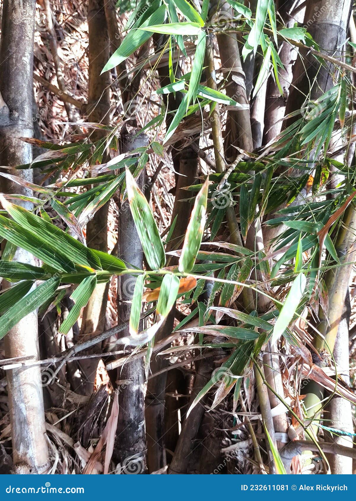 Bamboo Plant Structure