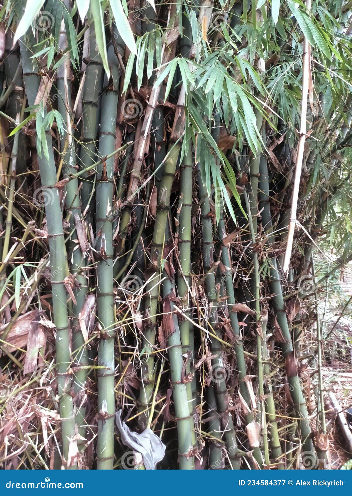The Structure of Bamboo Tree Stock Image - Image of forest, leaf: 234584377